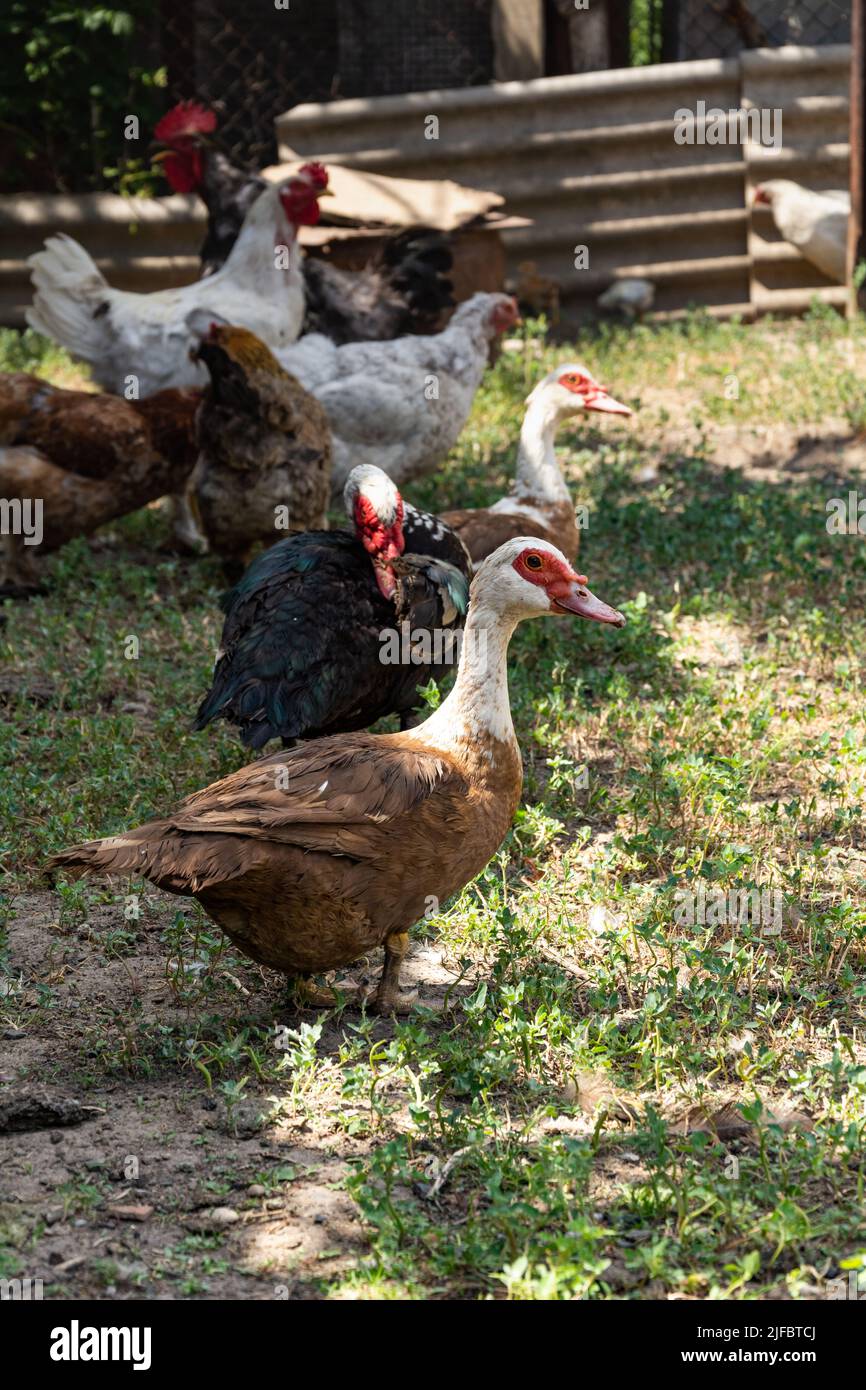 A young free range Indo duck with chickens, roosters and ducks in the ...