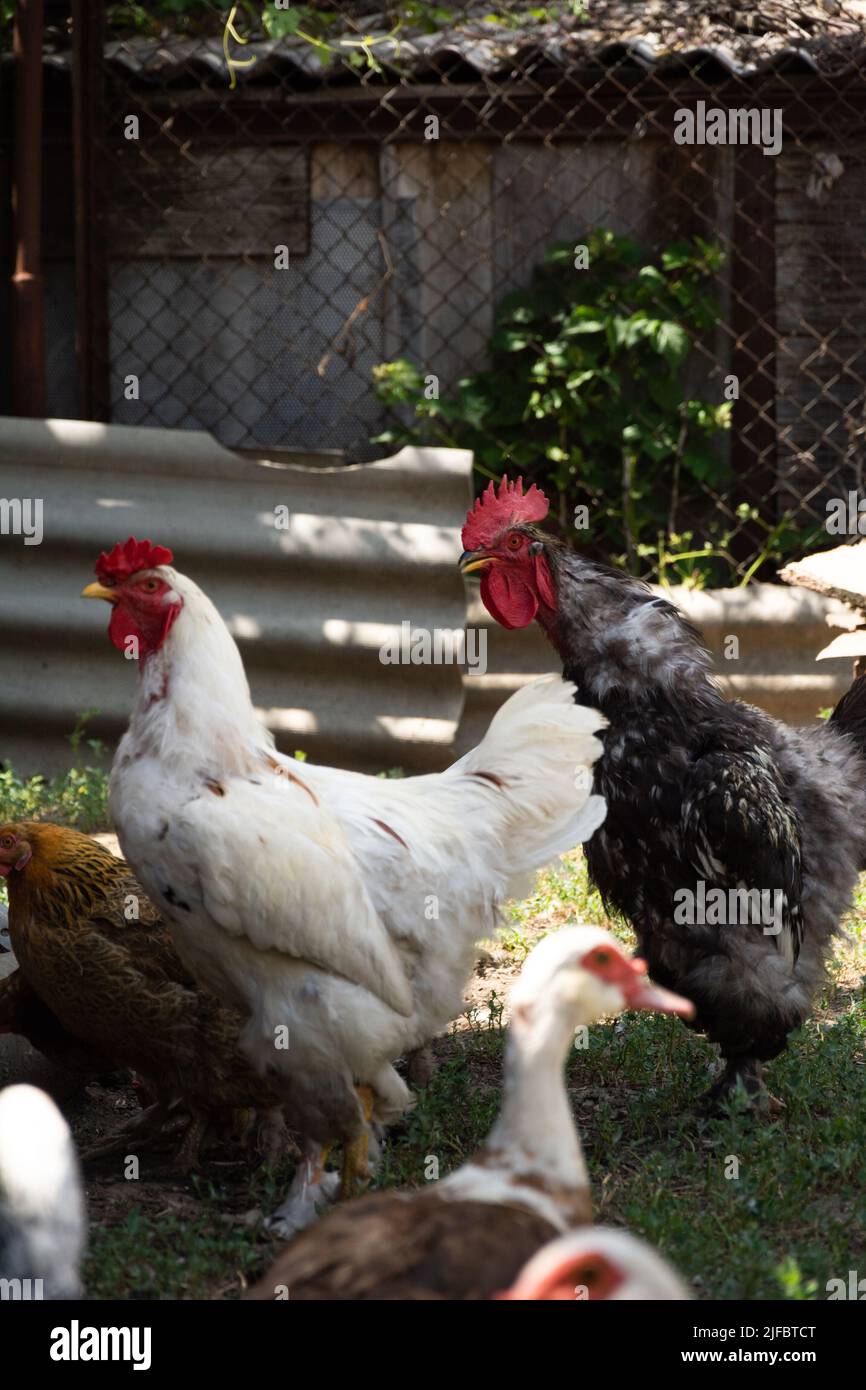 Domestic bird. Free range chickens, roosters and indo ducks. Focus on ...