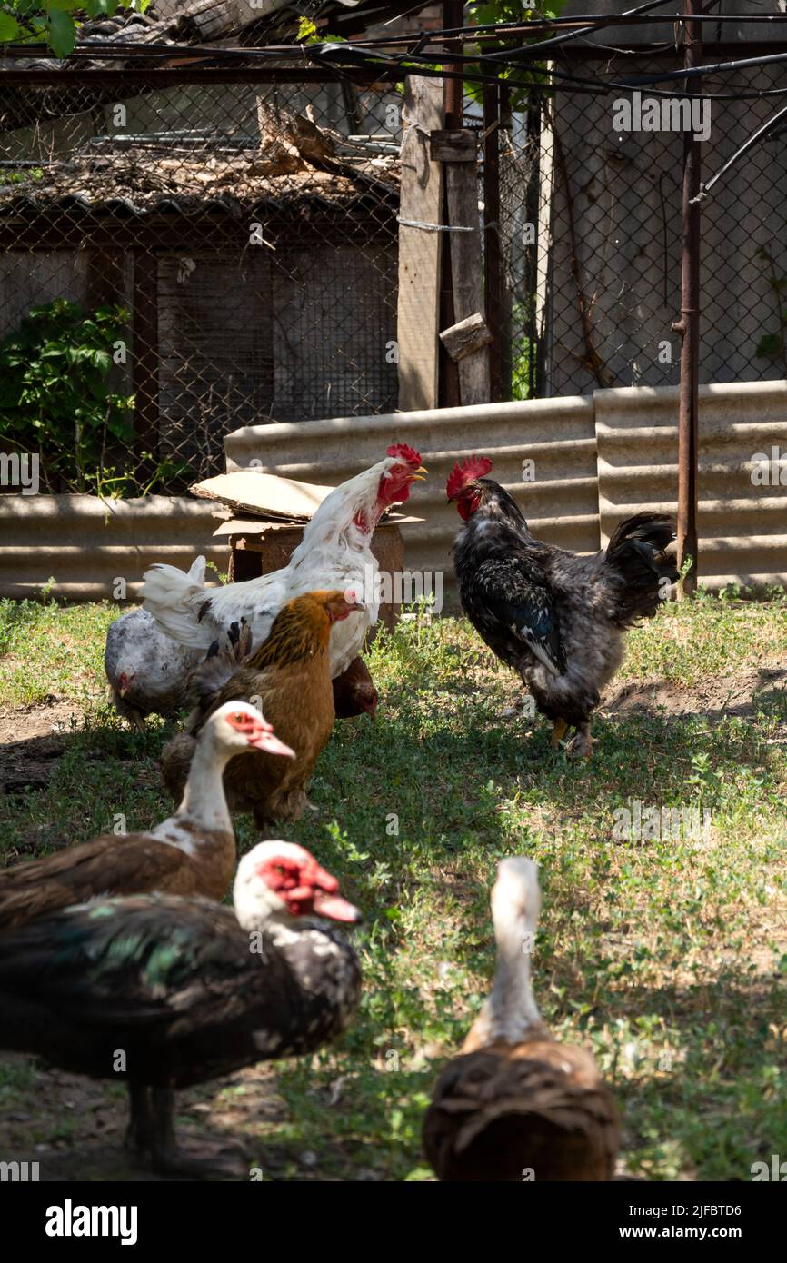 Domestic bird. Free range chickens, roosters and indo ducks. Focus on ...