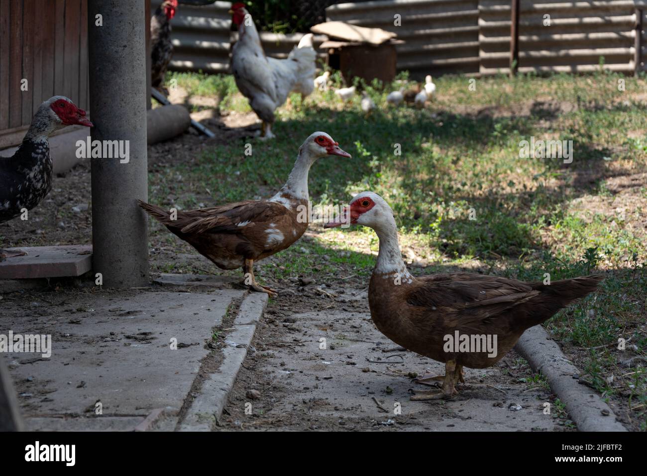 Indo duck free range in the backyard of a small rural home farm Stock ...