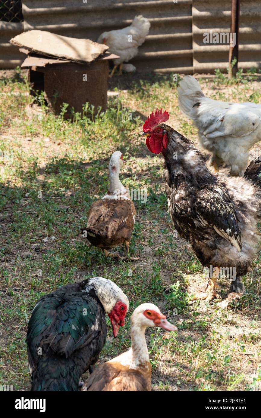 Flying chicken hen hi-res stock photography and images - Alamy
