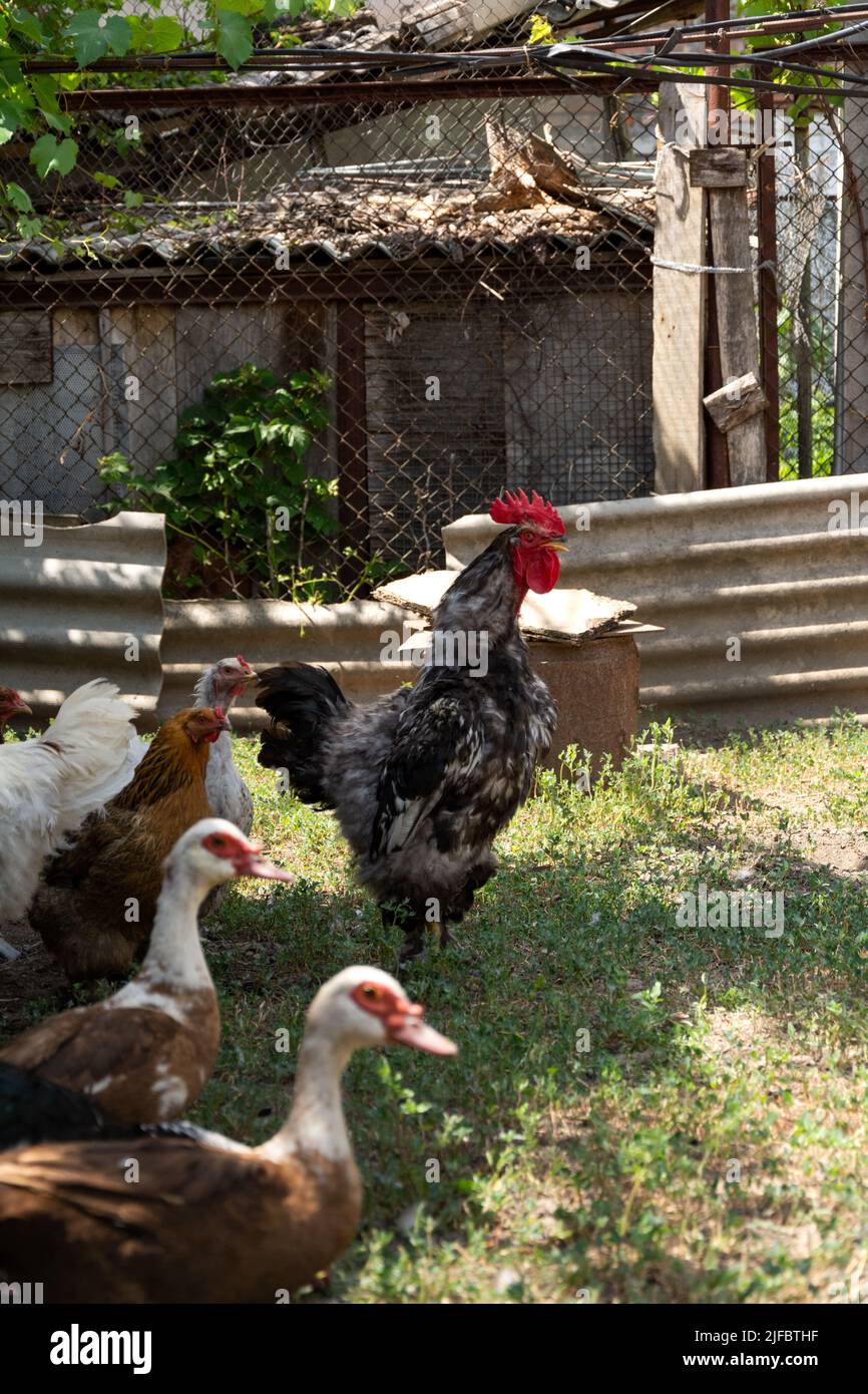 Crows rooster hi-res stock photography and images - Alamy