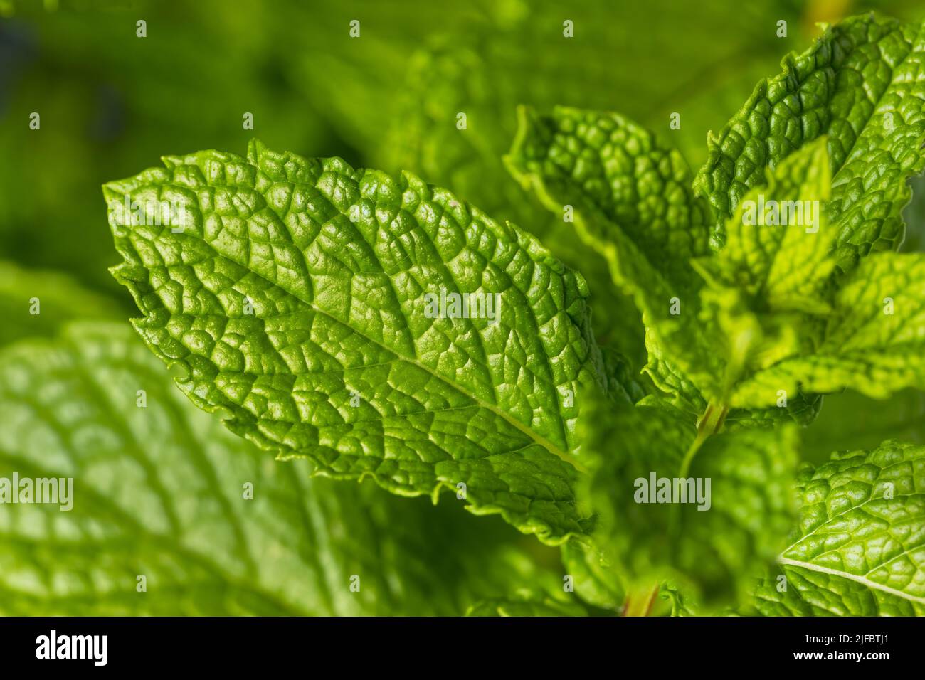 Healthy Organic Raw Mint Leaves in a Bunch Stock Photo - Alamy