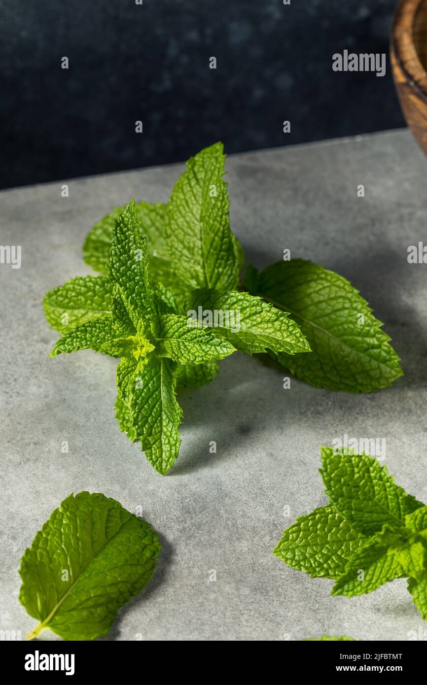 Healthy Organic Raw Mint Leaves in a Bunch Stock Photo - Alamy