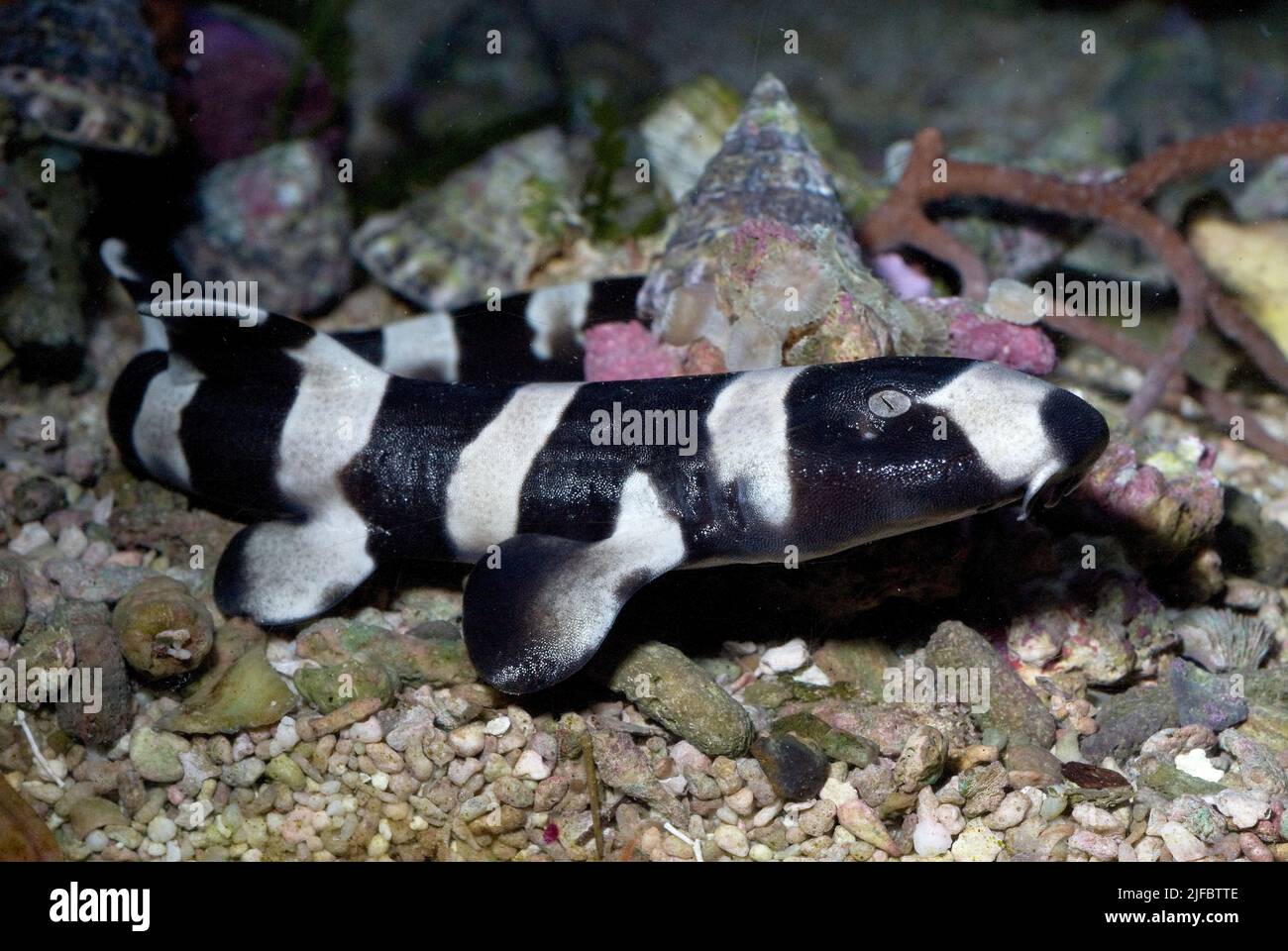 Banded Cat Shark