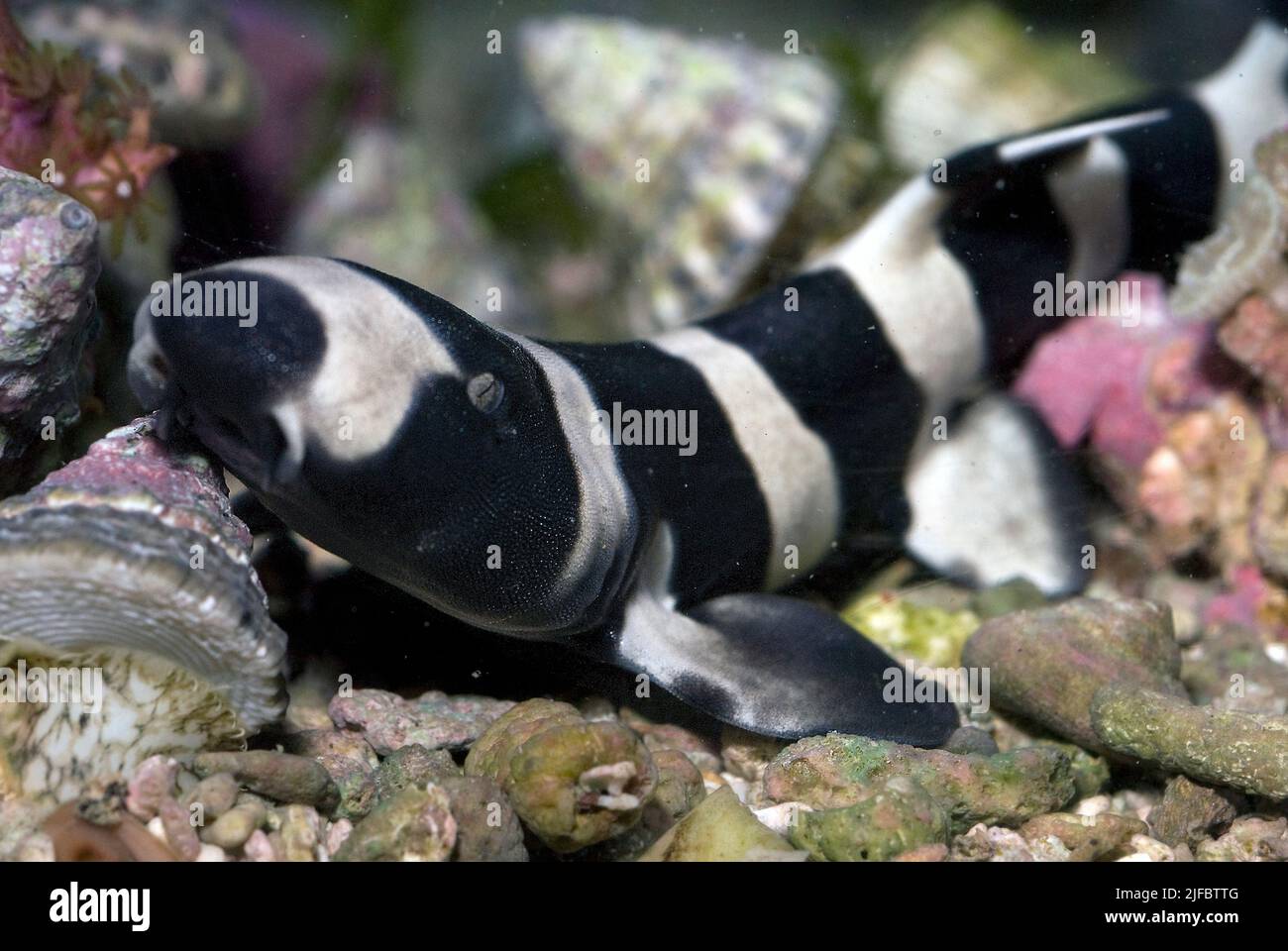 Black Banded Cat Shark