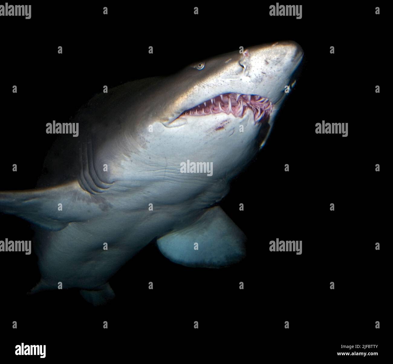 Carcharias taurus teeth hi-res stock photography and images - Alamy