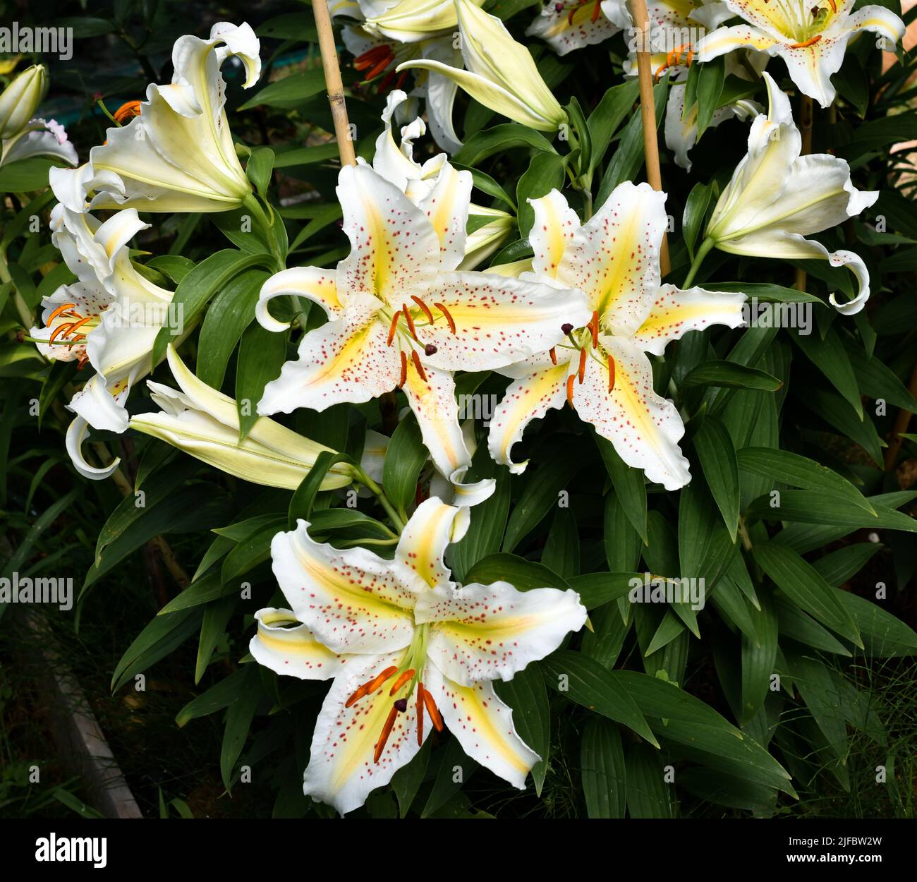 lys jaune et blanc Auratum Gold Band (jardin du ruisseau de l'église ...