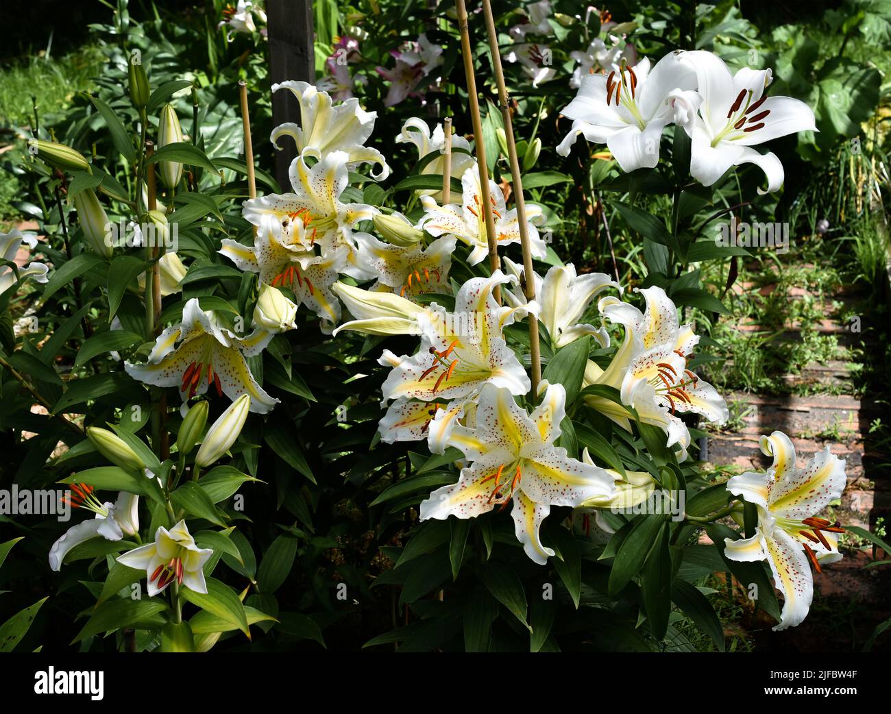 lys jaune et blanc Auratum Gold Band (jardin du ruisseau de l'église ...