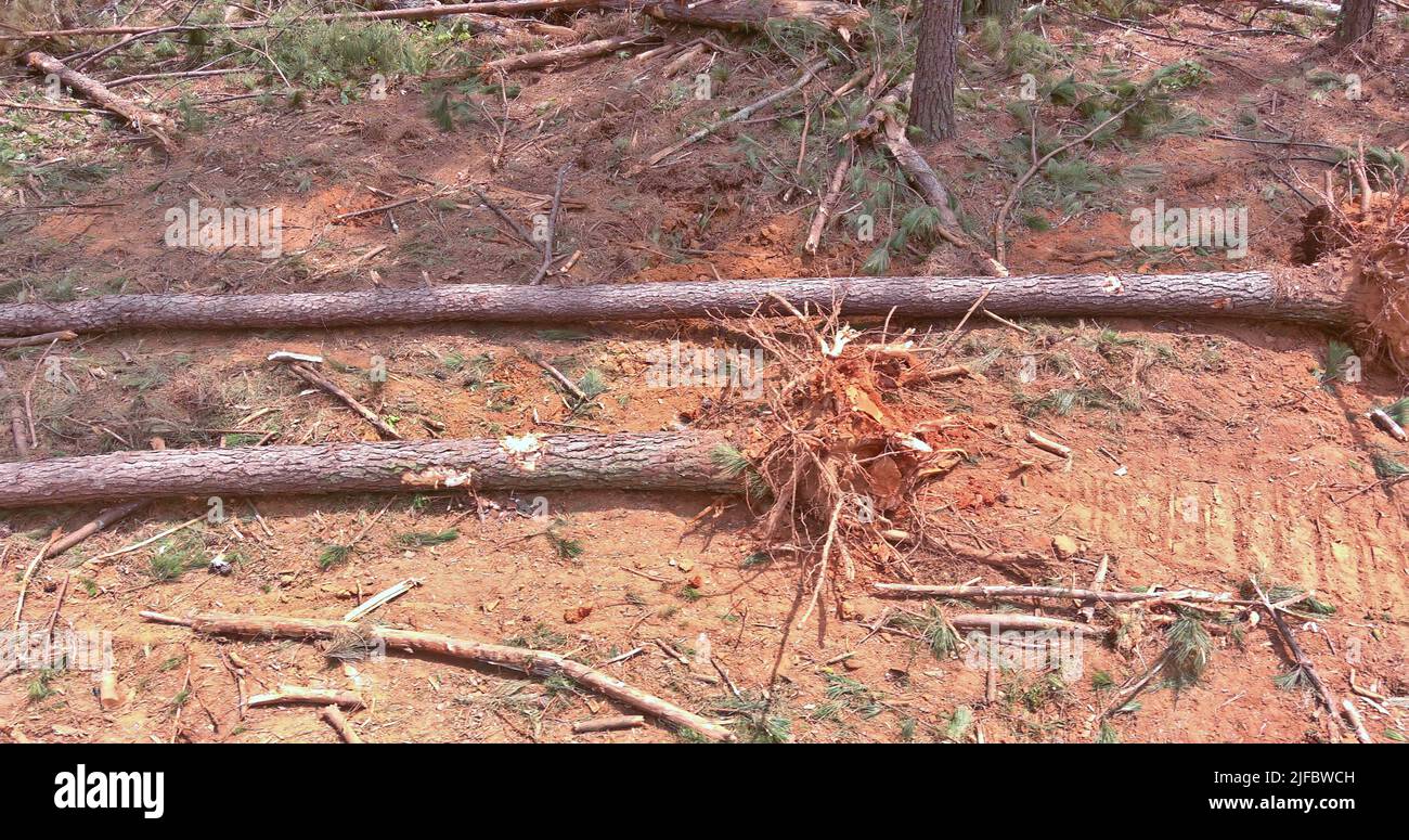 Deforestation of forest dig up tree-stumps and roots after the forest ...