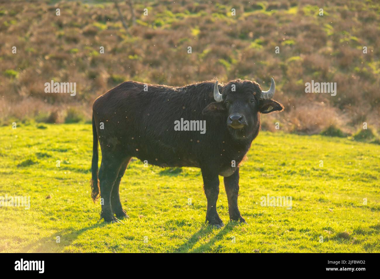 Asian water buffalo (Bubalus bubalis), Teifi Marshes, Welsh Wildlife ...