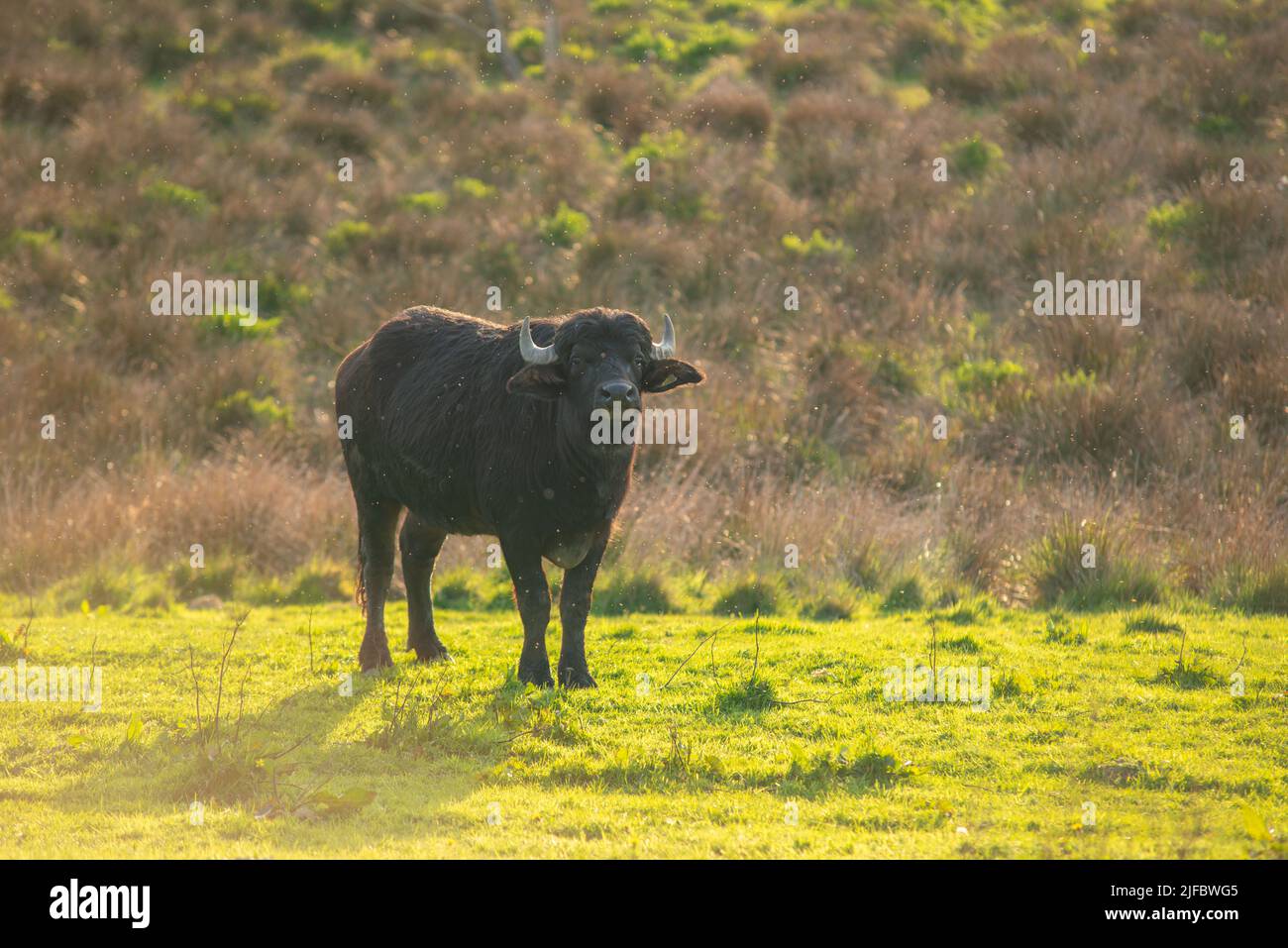 Asian water buffalo (Bubalus bubalis), Teifi Marshes, Welsh Wildlife ...