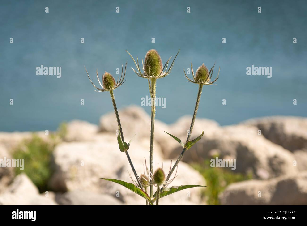 Wild teasel or fuller's teasel Stock Photo - Alamy