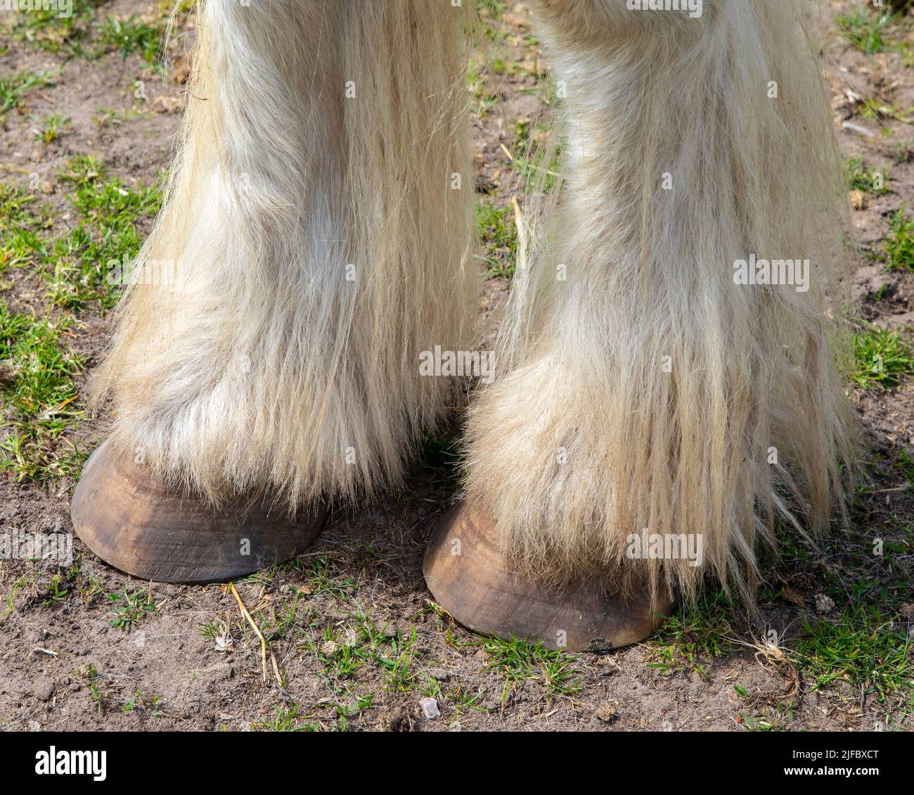Close-up of the two front hooves of a Shire Horse Stock Photo - Alamy