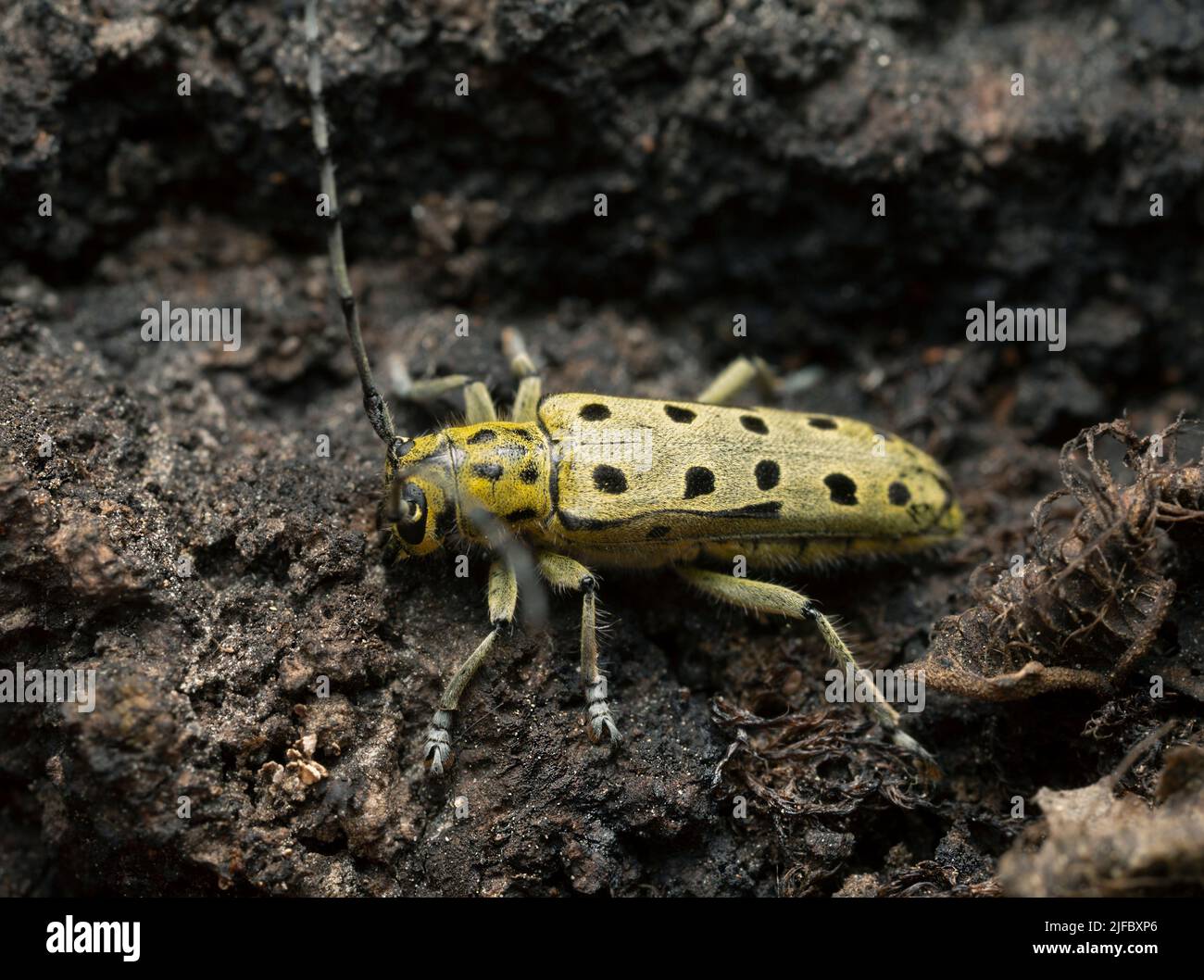 Longhorn beetle, Saperda perforata on aspen bark Stock Photo - Alamy