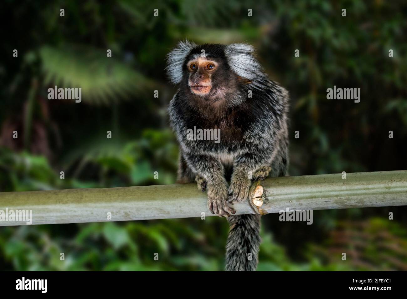 Common marmoset hi-res stock photography and images - Alamy