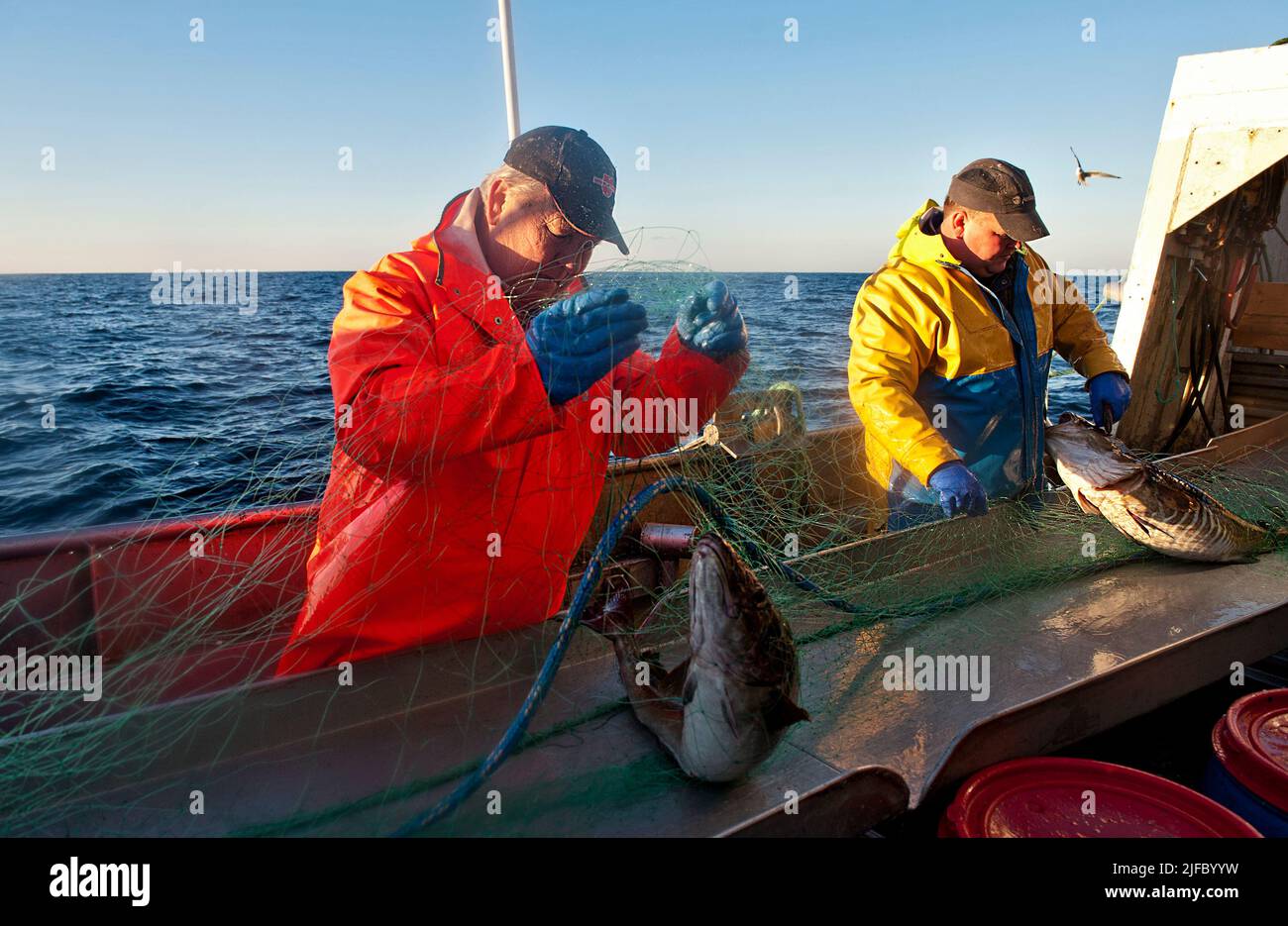 Catching cod (skrei) with nets off the island of Röst, Lofoten, Norway ...