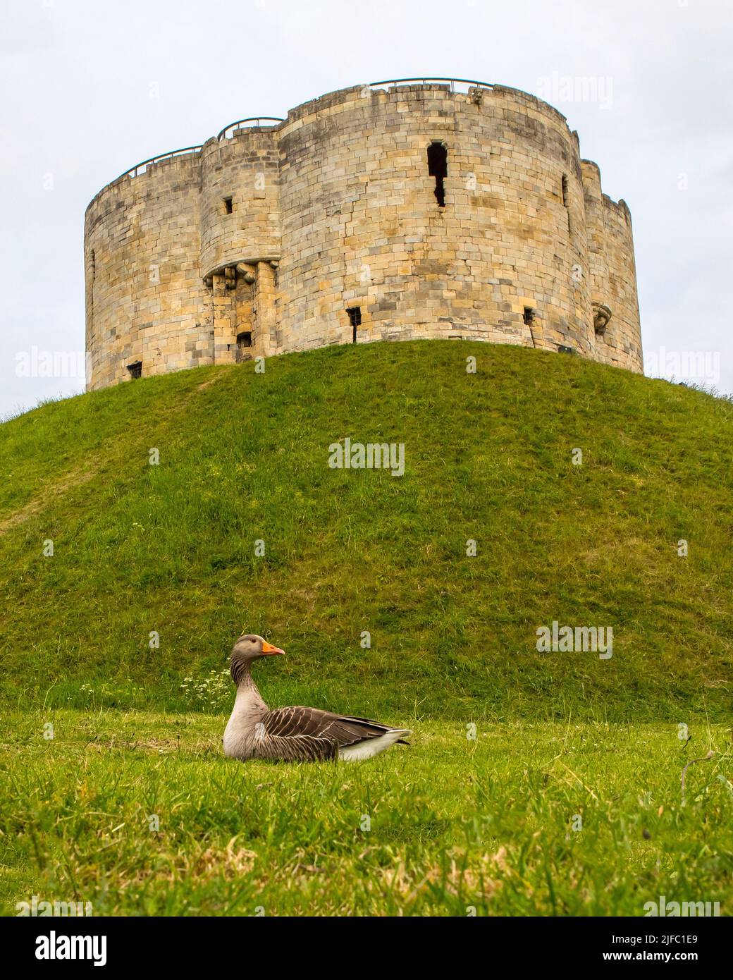 A duck sitting with the historic Cliffords Tower in the background, in ...