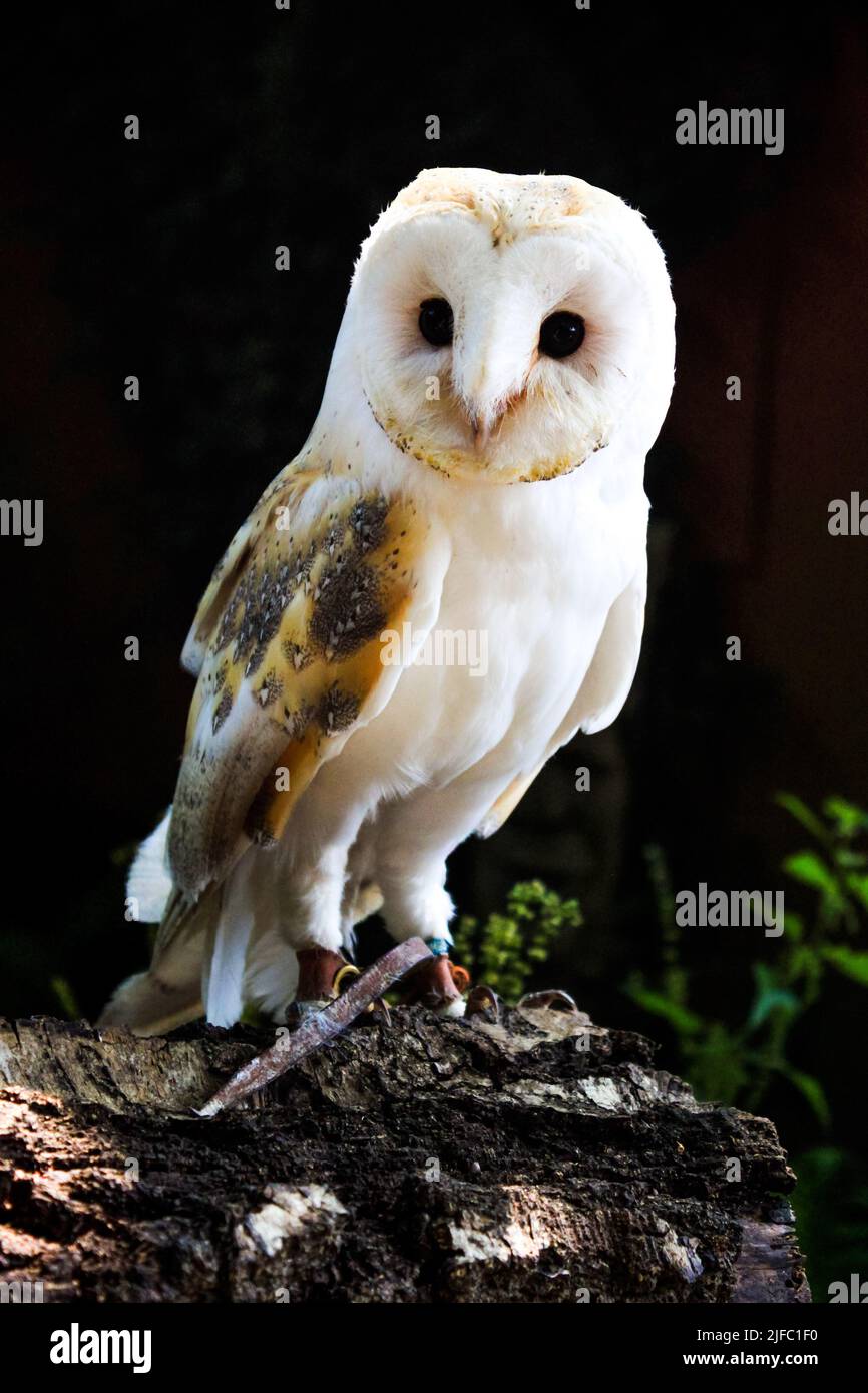 A vertical closeup shot of a beautiful Barn owl on the dark background ...
