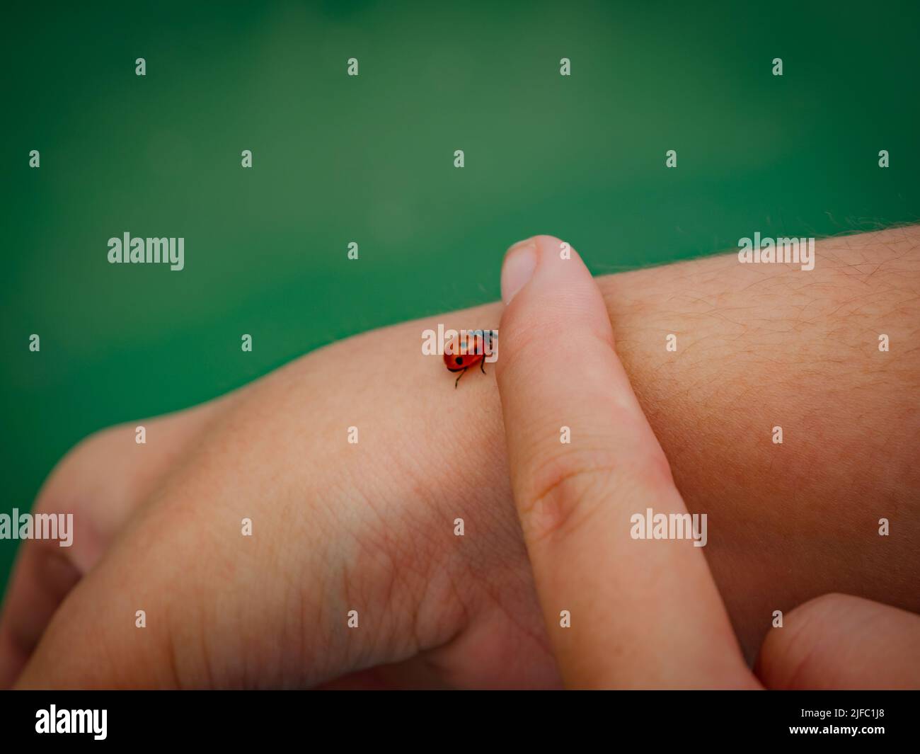 Red ladybug sitting on child hands. Child taking little ladybug with ...