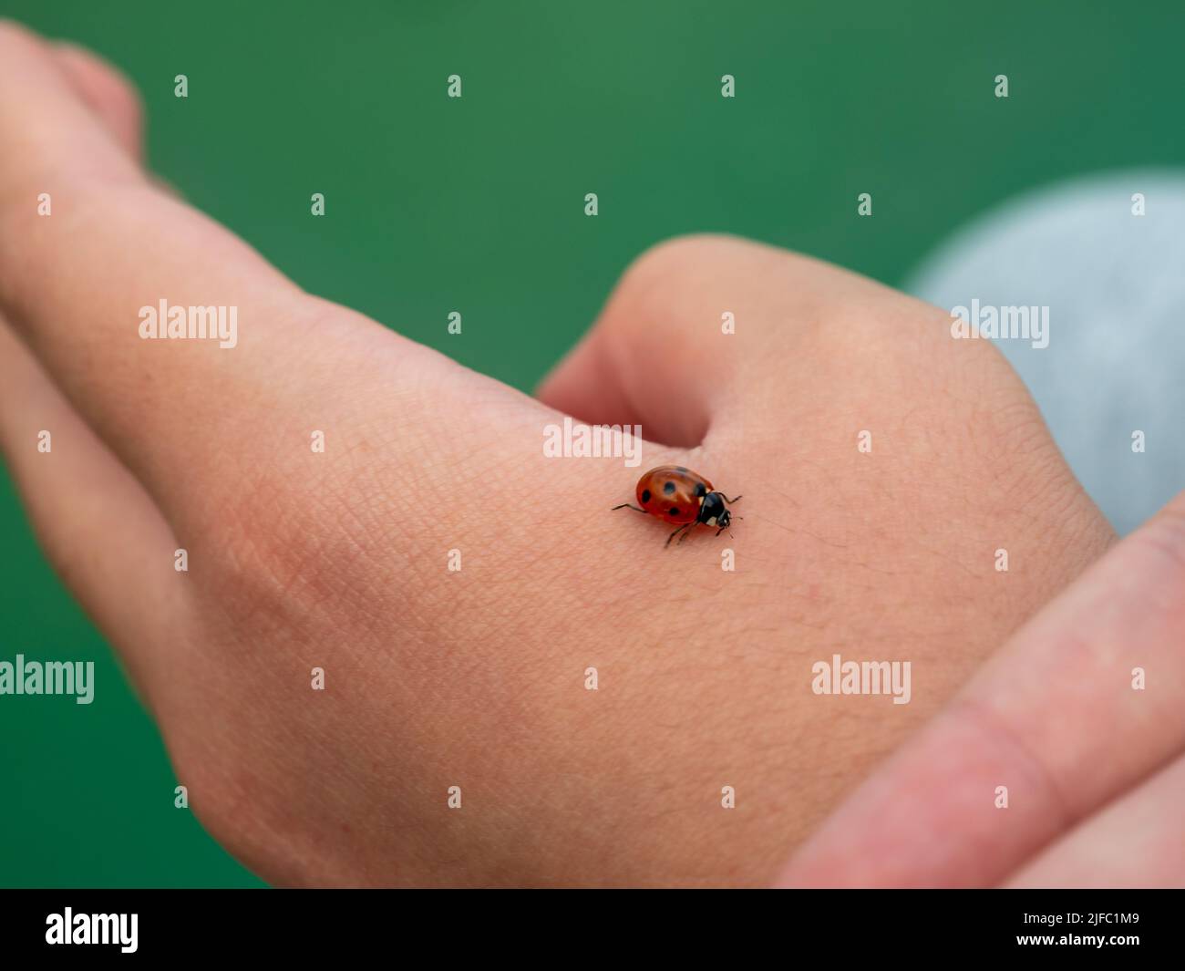 Red ladybug sitting on child hands. Child taking little ladybug with ...