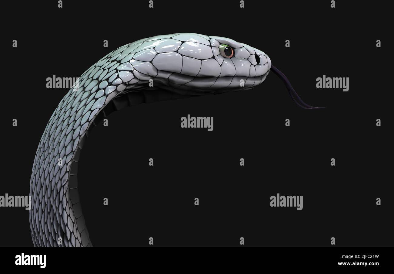3d Illustration of Albino king cobra snake isolated on black background ...