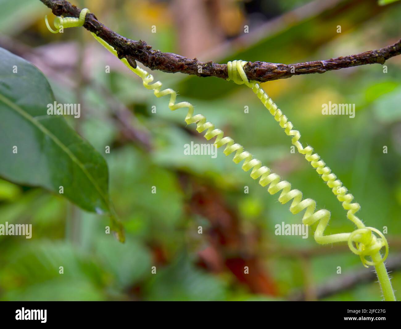 Macro photography of curling tendrils grasping a branch, captured in a ...