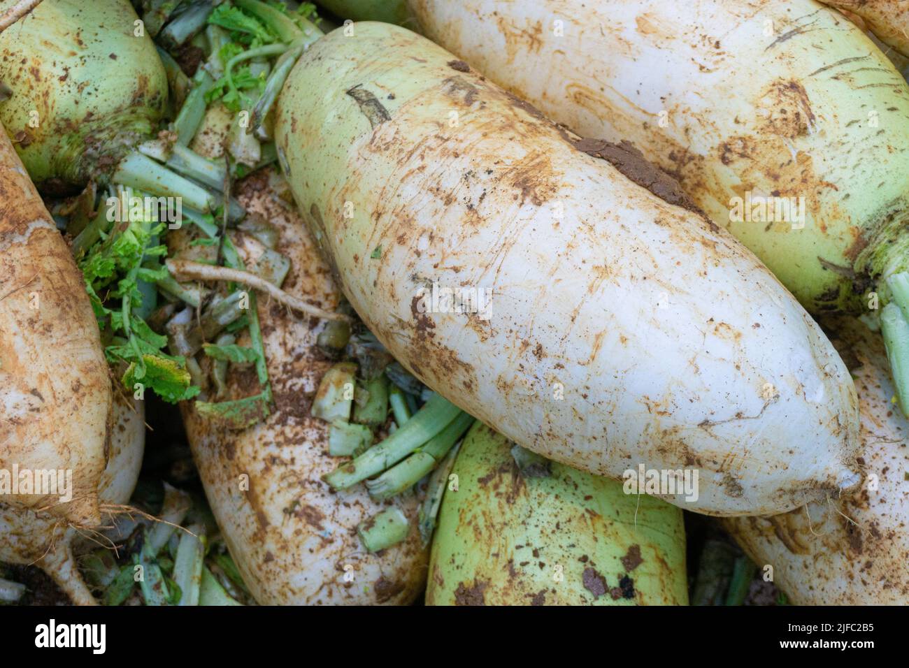 Fresh, tasty-looking radishes with a lot of soil Stock Photo - Alamy