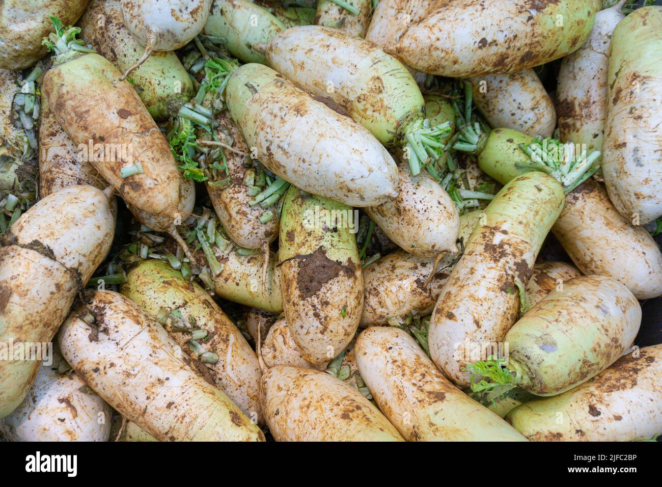 Fresh, tasty-looking radishes with a lot of soil Stock Photo - Alamy