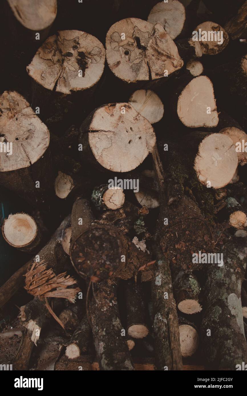 background wood tree stumps Stock Photo - Alamy