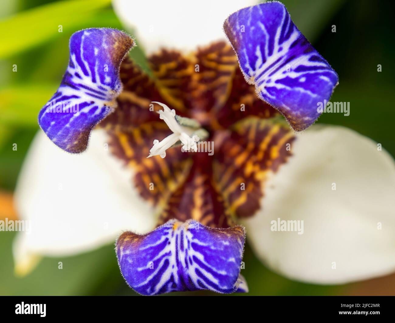 Apostle plant hi-res stock photography and images - Alamy