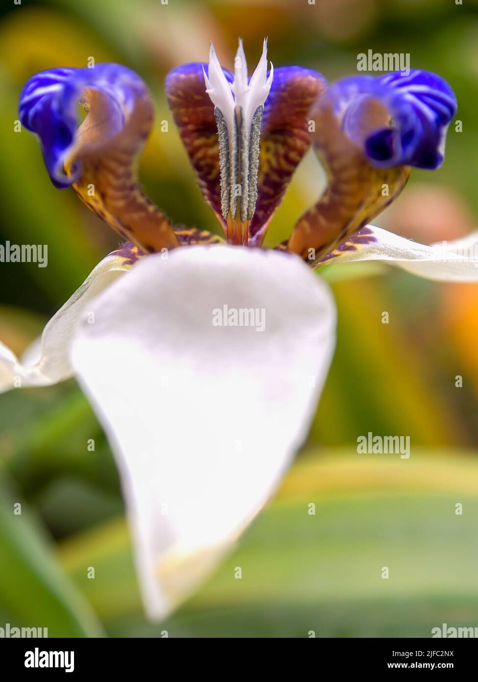 Macro photography of an exotic walking iris flower, captured at a ...