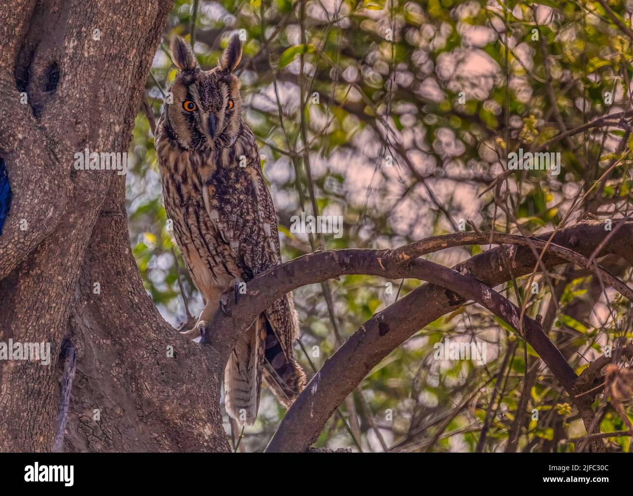 Long eared Owl resting on a tree Stock Photo - Alamy