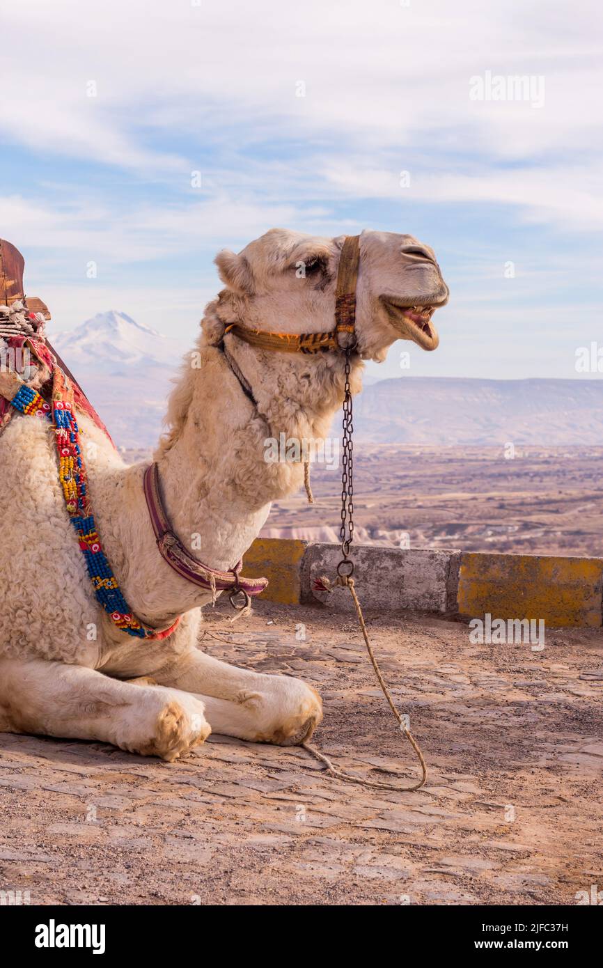camel in cappadocia rock landscapes, in Anatolia. Turkey Stock Photo ...
