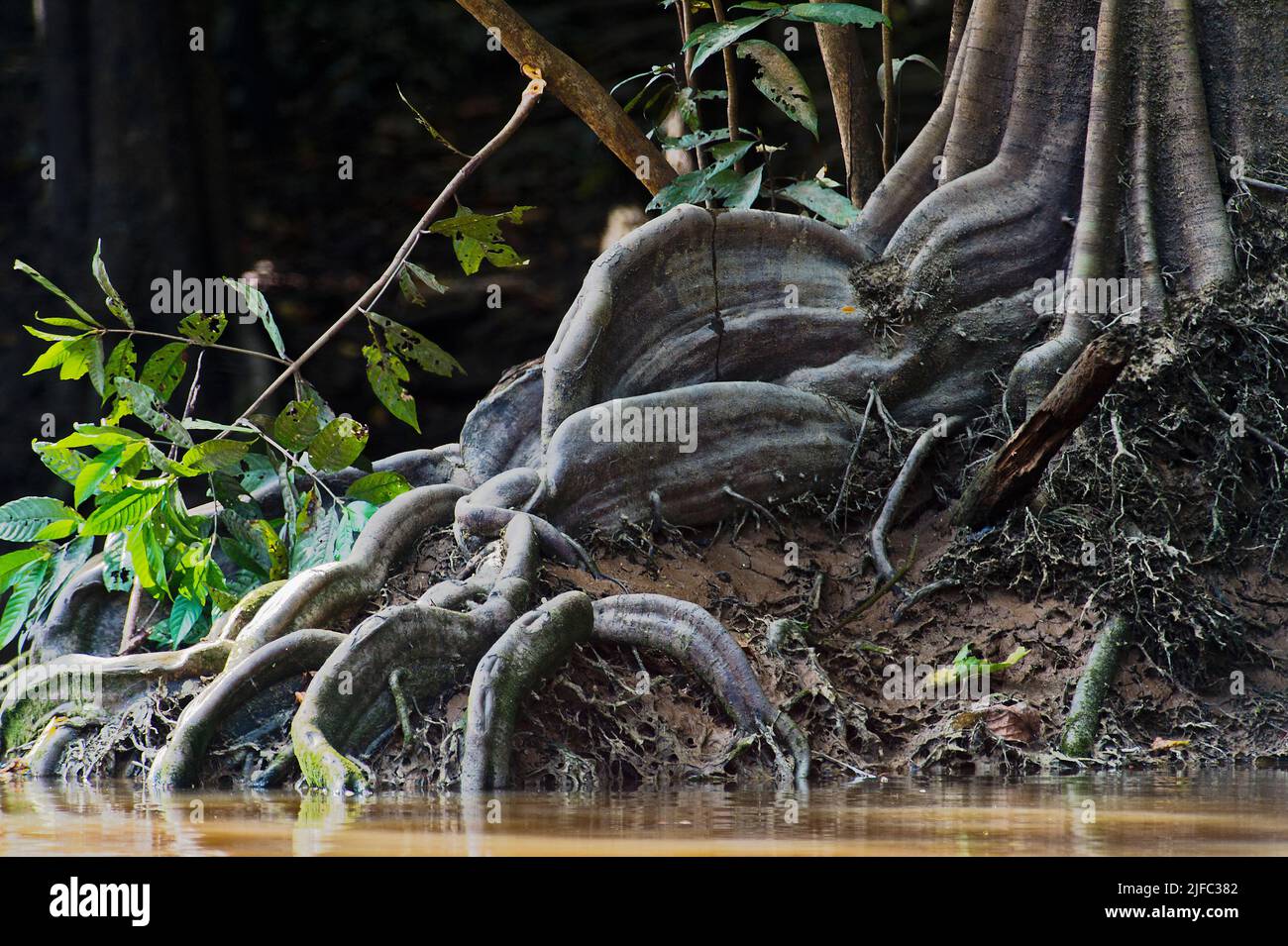 Large buttress root of a mangrove tree at Kinabatangan River, Sabah ...