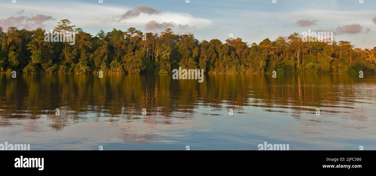 Beautiful rainforest vegetation along the banks of Kinabatangan River ...