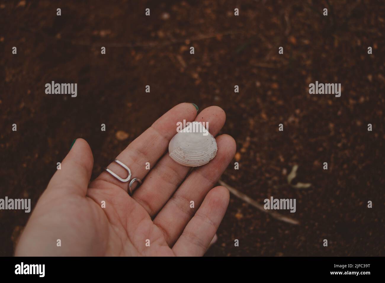 finding a shell in the sand Stock Photo - Alamy