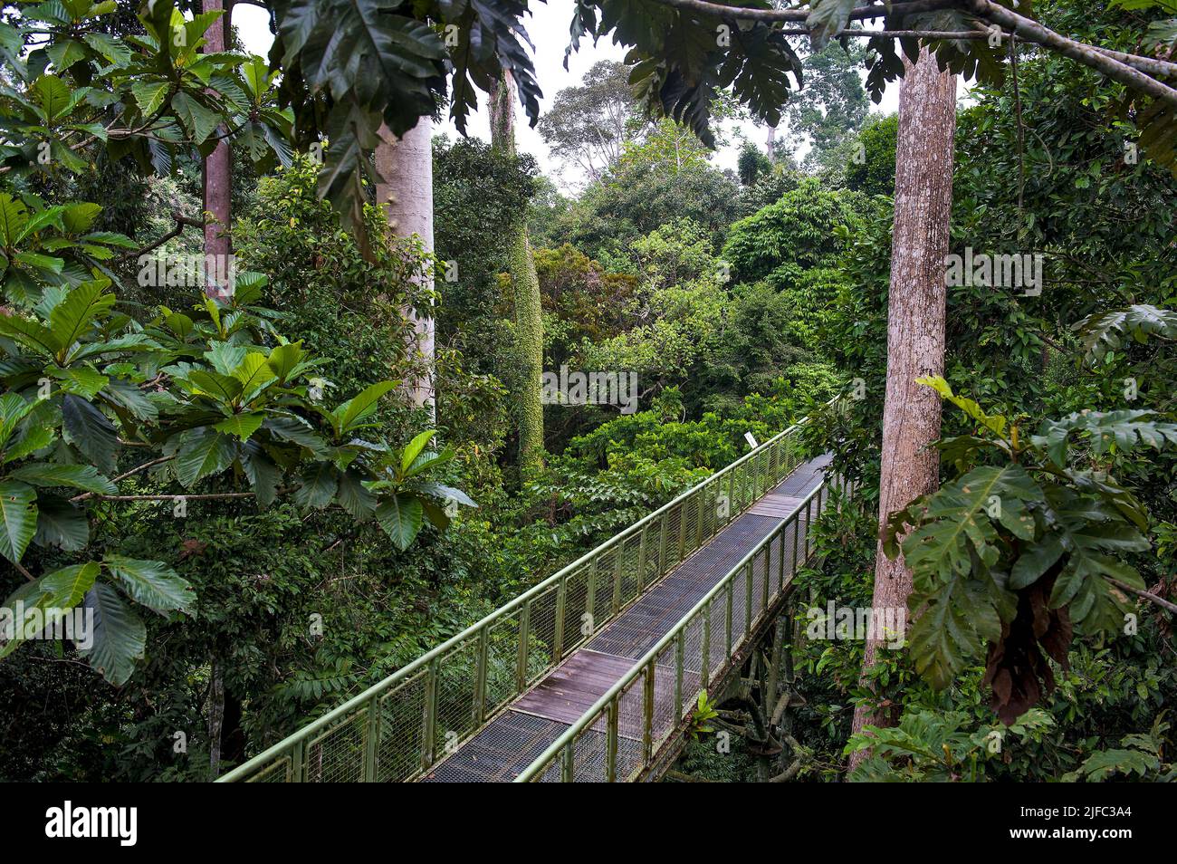 Canopy walkway in Sepilok rainforest, Sabah, Borneo Stock Photo - Alamy