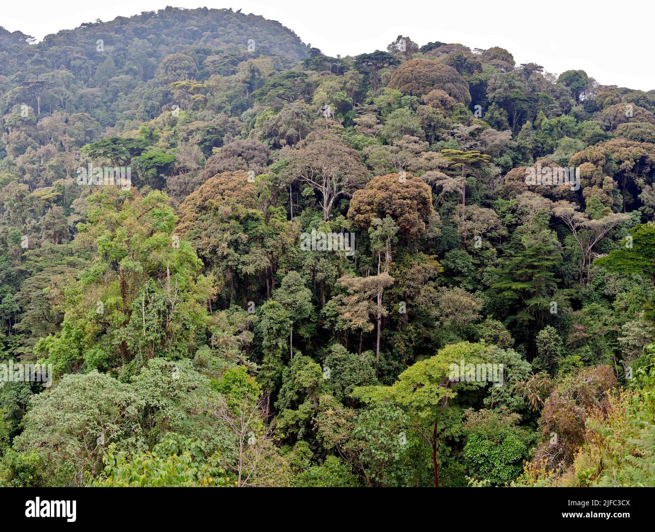 The rainforest of Biwindi Impenetrable National Park, Uganda Stock ...