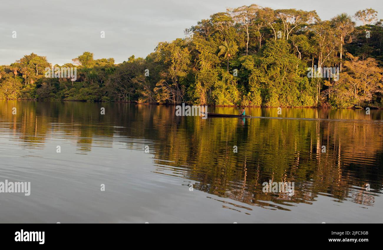 The rainforest at Garzacocha lake, La Selva, Ecuador Stock Photo - Alamy
