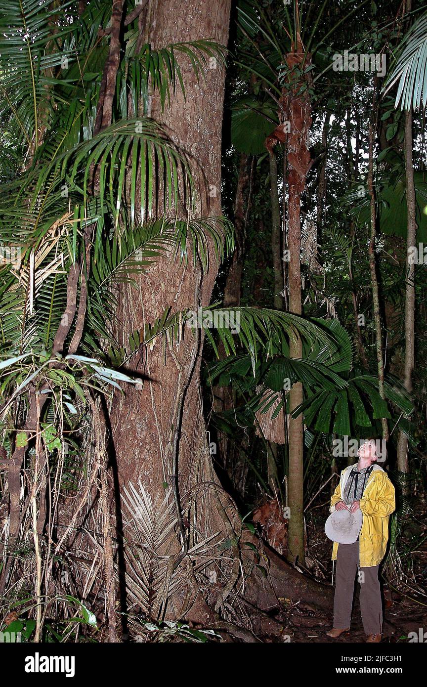 Large Mahogany tree in the rainforest of Daintree, north Queensland ...