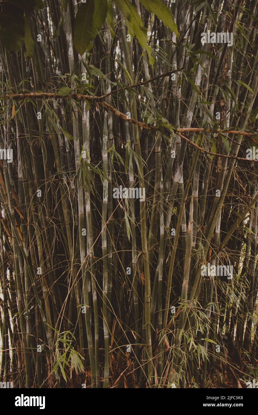 Bunch bamboo trees hi-res stock photography and images - Alamy