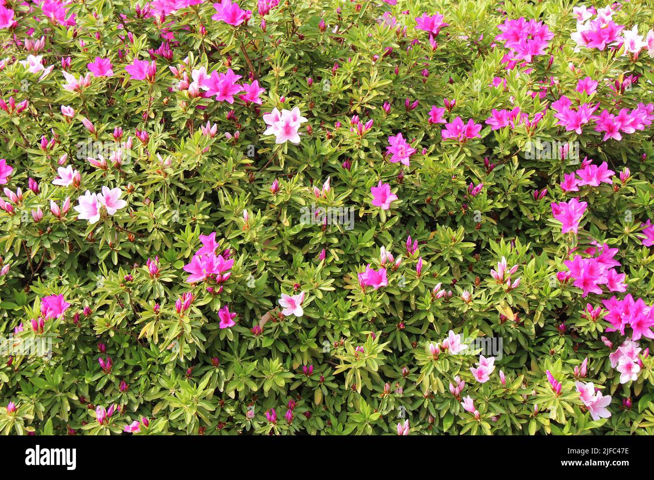 blooming bush in a park in osaka in japan Stock Photo - Alamy