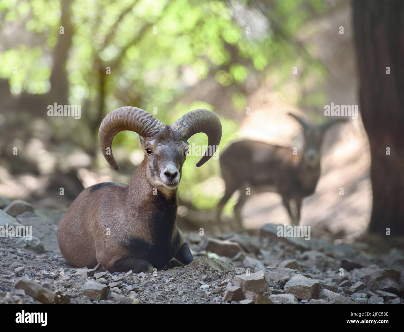 Endemic wildlife hi-res stock photography and images - Alamy