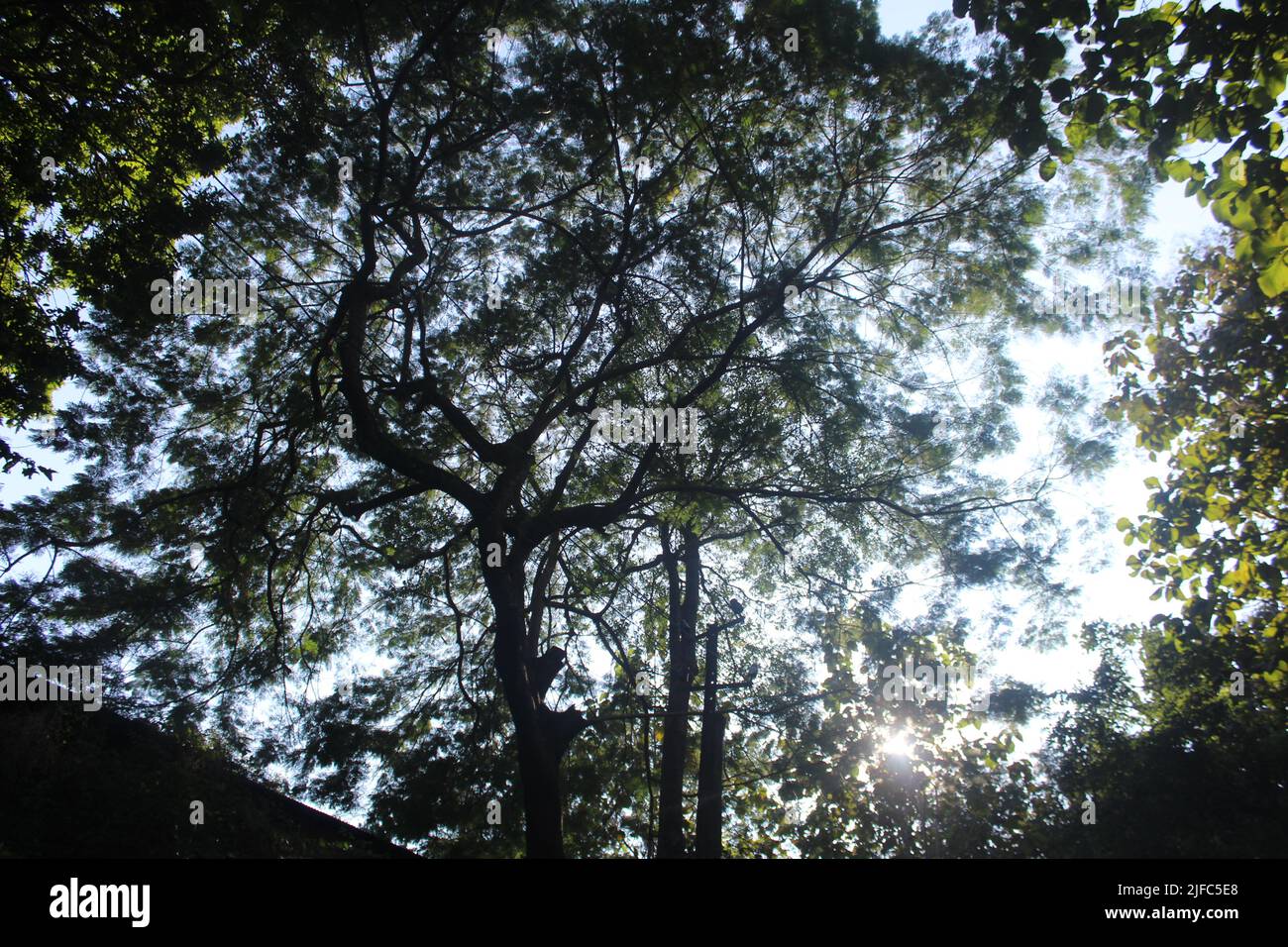 Nature and it's interspersion with humans in Assam Stock Photo - Alamy
