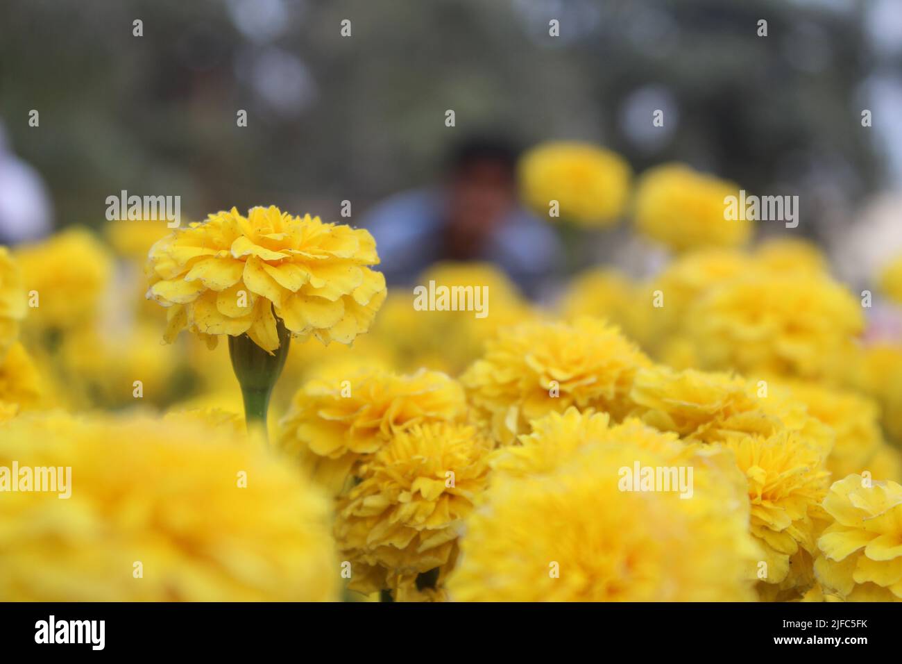 Nature and it's interspersion with humans in Assam Stock Photo - Alamy