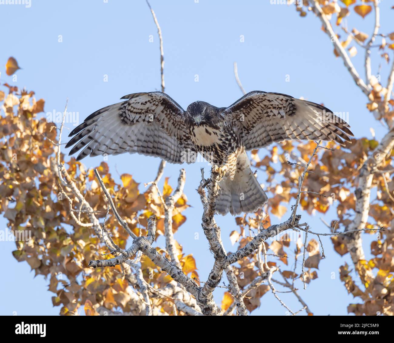 Juvenile Red-tailed Hawk in Colorado Stock Photo - Alamy