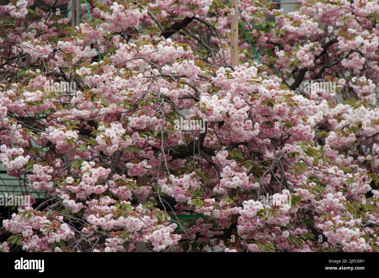 blooming cherry tree in a park in osaka in japan Stock Photo - Alamy
