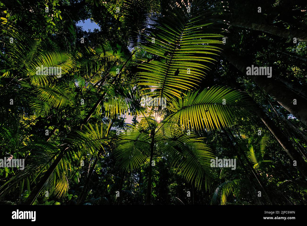 Sunlight penetrates through the canopy of the Amazon rainforest, Brazil ...