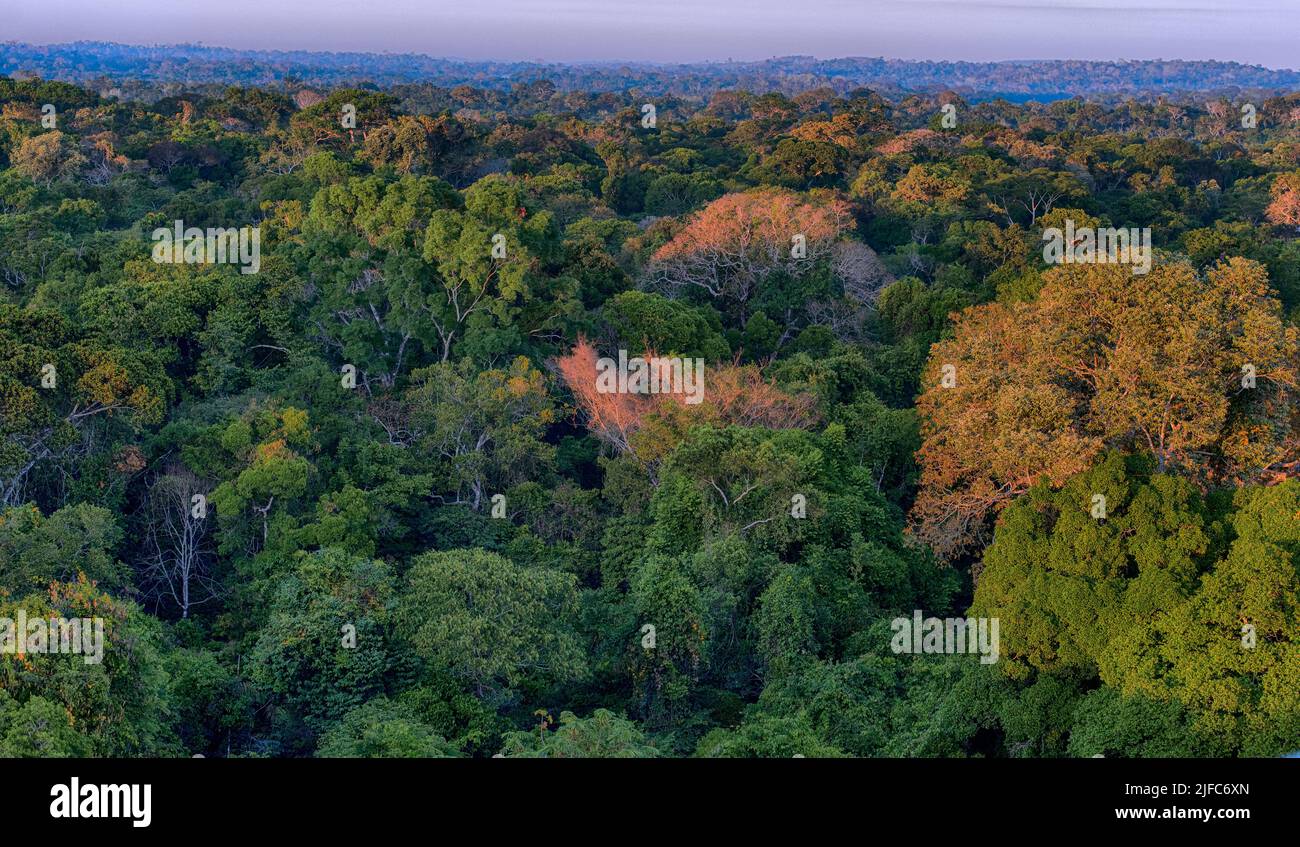 The canopy of the Amazon rainforest. Area of Cristalino, southern ...